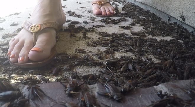 Crickets Invade Waco | kcentv.com