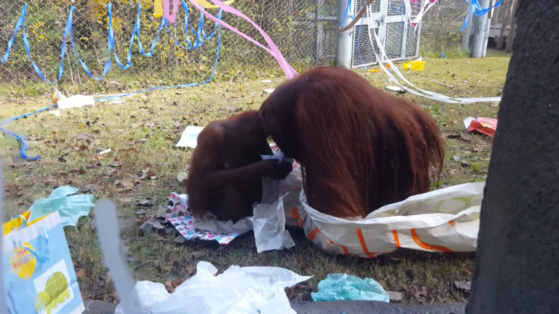 Texas zoo holds baby shower for Orangutans | ksdk.com
