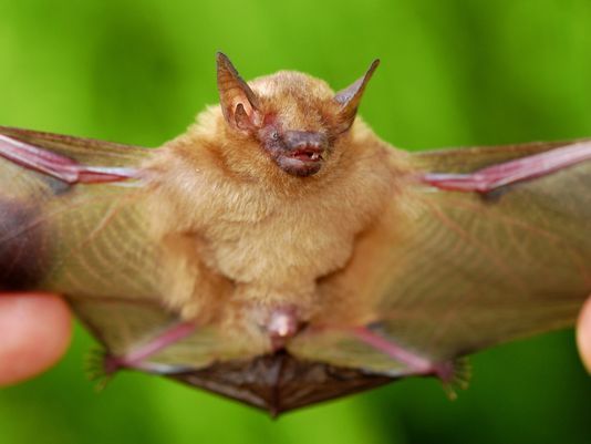 Stuff you should know if you find a bat in your salad | king5.com